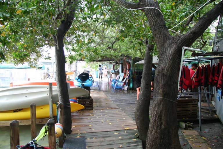 Robbies Marina: feeding tarpuns and meeting pelicans